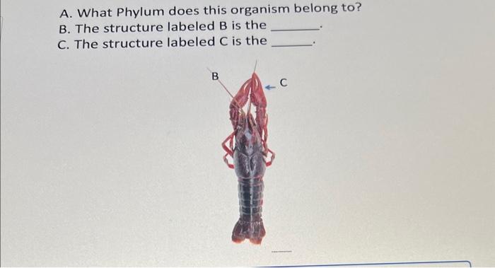 Solved A. What Phylum does this organism belong to? B. The | Chegg.com