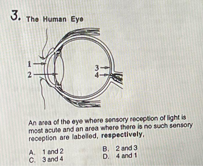 Solved 3. The Human Eye 1 2 3- 4- An area of the eye where | Chegg.com