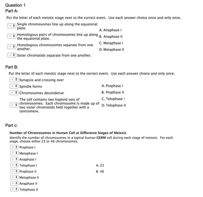 Solved Question 1 Part A: Put the letter of each meiotic | Chegg.com Solved Question 1 Part A: Put the letter of each meiotic | Chegg.com