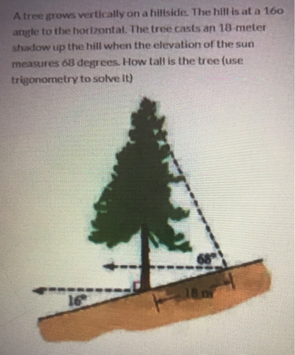 Solved A tree grows vertically on a hillside. The hill is at | Chegg.com