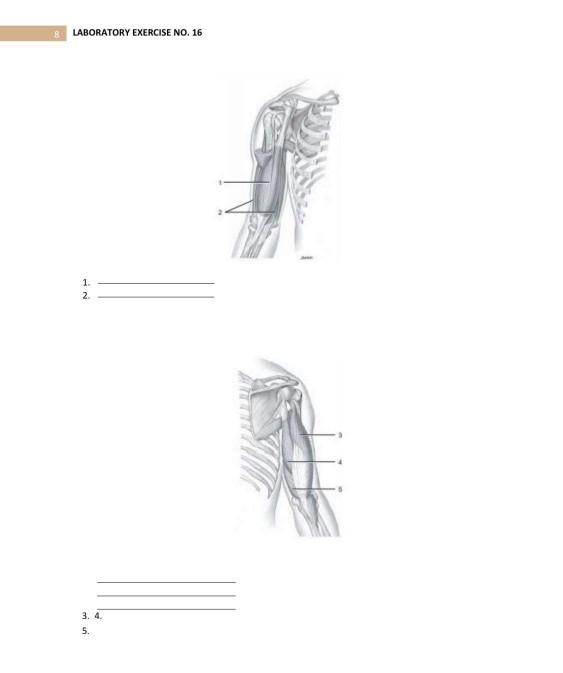 Solved 6 LABORATORY EXERCISE NO. 16 4. 5. 6 7 8 9 Identify | Chegg.com