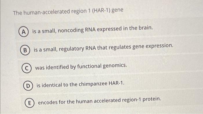 Solved The human-accelerated region 1 (HAR-1) gene is a | Chegg.com