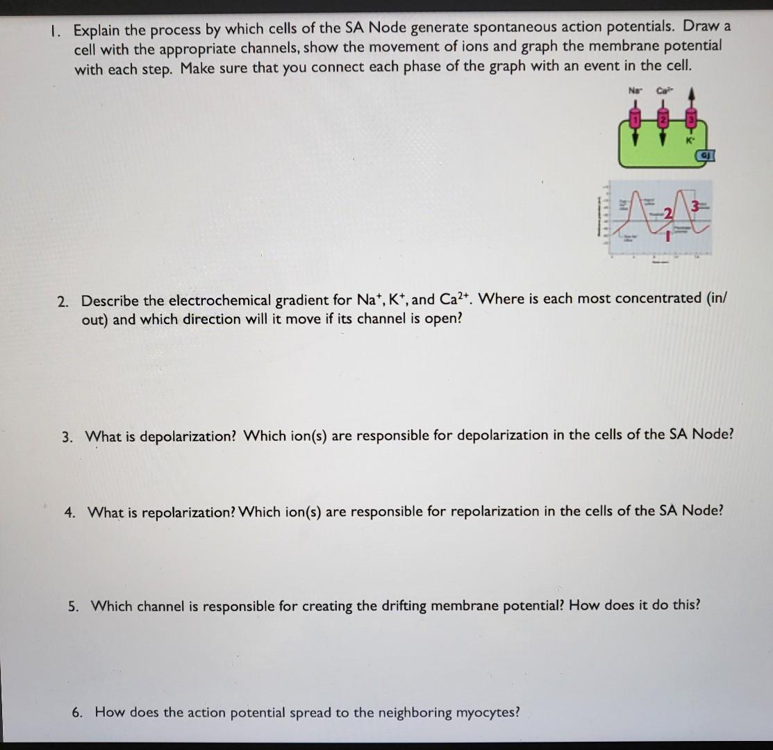 Solved 1. Explain the process by which cells of the SA Node | Chegg.com