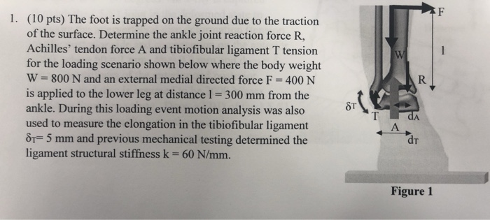Solved 1. (10 pts) The foot is trapped on the ground due to | Chegg.com