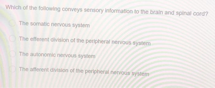Solved Which of the following conveys sensory information to | Chegg.com