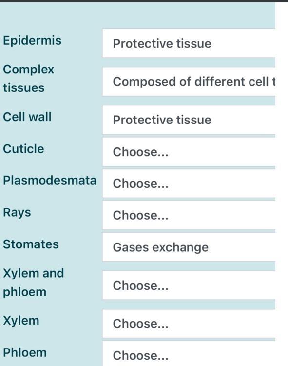 Solved Epidermis Protective tissue Complex tissues Composed | Chegg.com