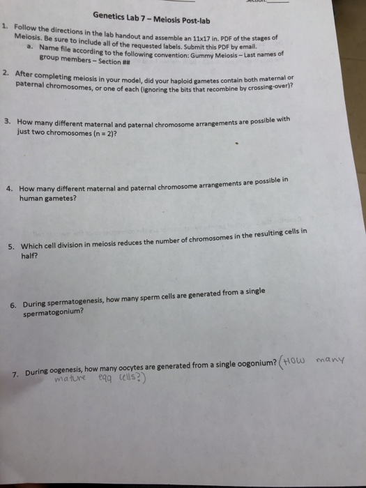 Solved Genetics Lab 7 - Meiosis Post-lab Follow the | Chegg.com