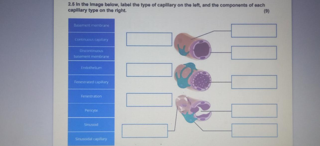 Solved 2.5 In the Image below, label the type of capillary | Chegg.com