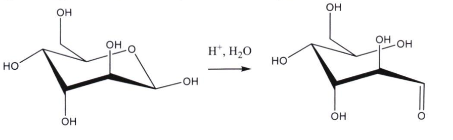 Solved Sugars exist in both cyclic and open chain form. Are | Chegg.com