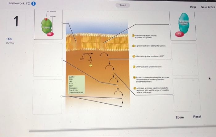 Solved Place the following into the correct order to | Chegg.com