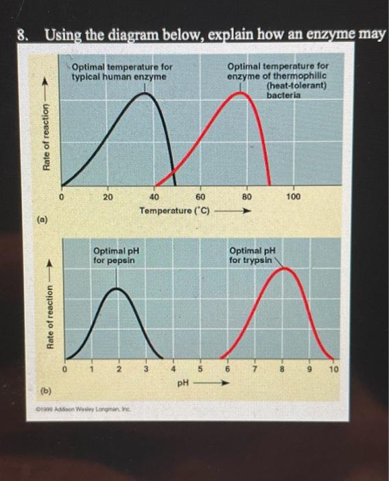 Solved using the diagram below, explane how an enzyme may be | Chegg.com