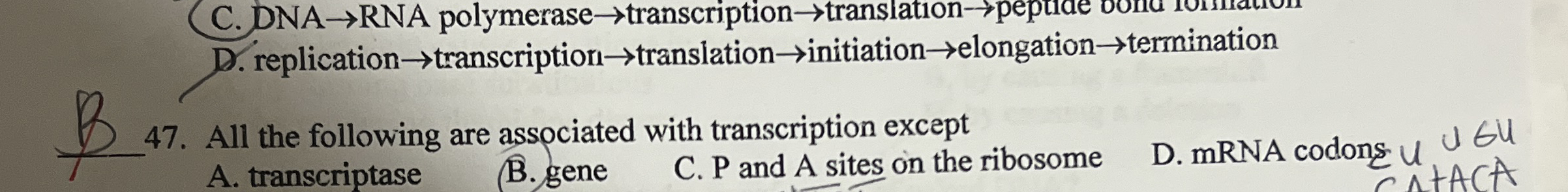 Solved D. ﻿replication → ﻿transcription → ﻿translation → | Chegg.com