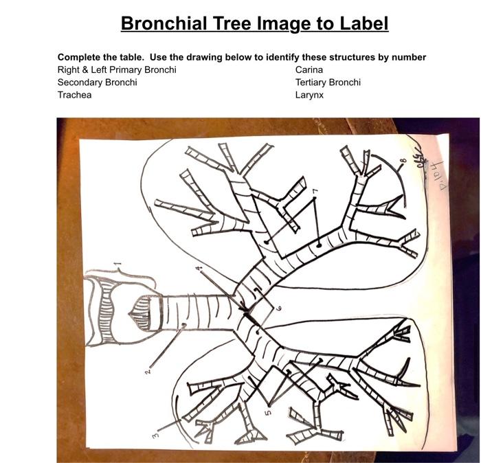 Solved Bronchial Tree Image to Label Complete the table. Use | Chegg.com