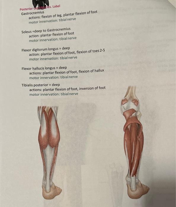 Posterior aéblutetes. Label actions: flexion of leg, | Chegg.com