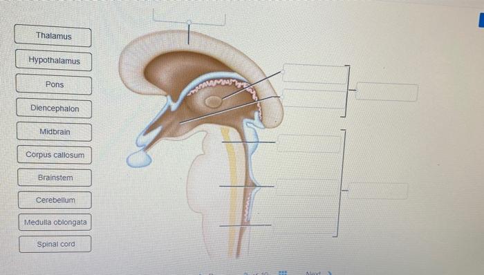 Solved Thalamus Hypothalamus Pons Diencephalon Midbrain | Chegg.com