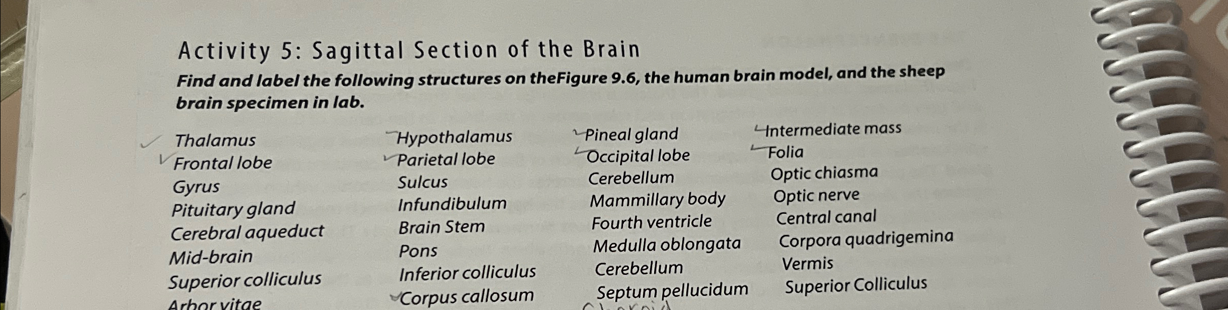Solved Activity 5: Sagittal Section of the BrainFind and | Chegg.com