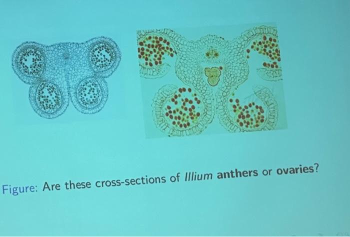Solved Figure: Are these cross-sections of Illium anthers or | Chegg.com Solved Figure: Are these cross-sections of Illium anthers or | Chegg.com