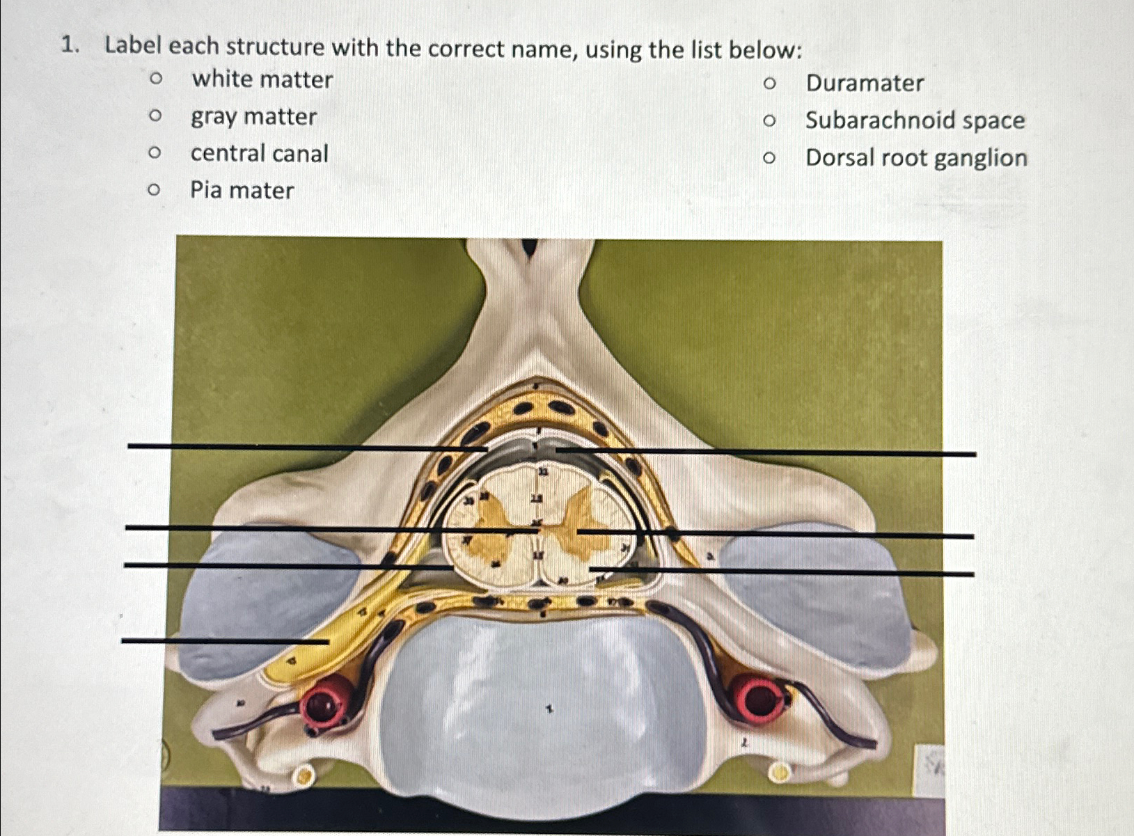 Solved Label each structure with the correct name, using the | Chegg.com