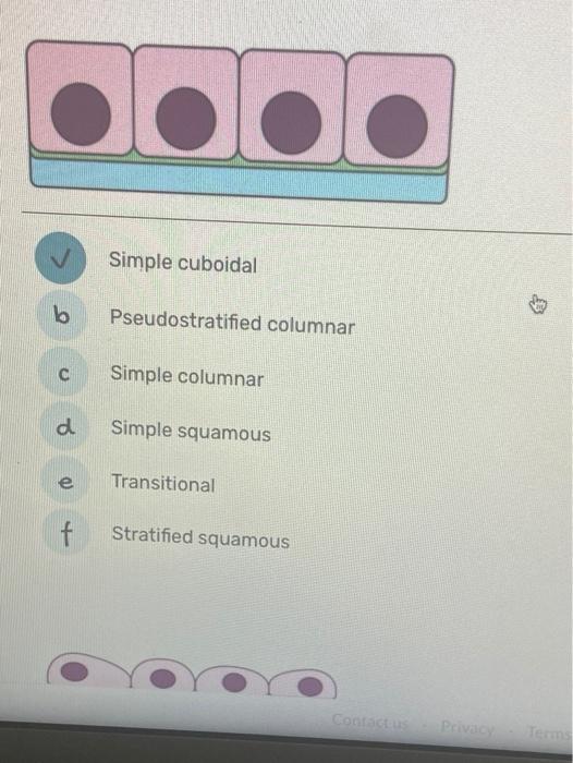 Solved v Simple cuboidal b Pseudostratified columnar С | Chegg.com