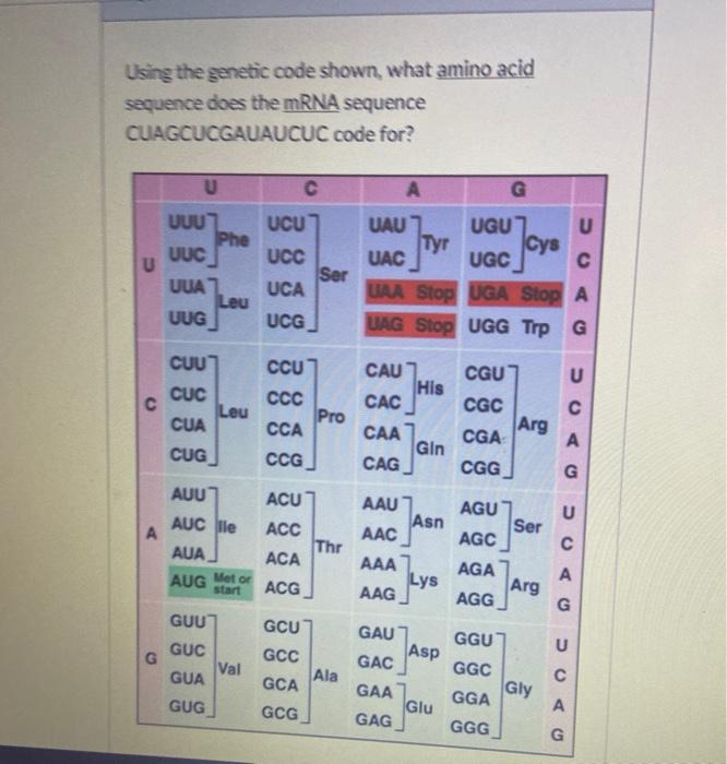 Solved Using the genetic code shown, what amino acid | Chegg.com