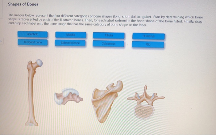 Solved Shapes Of Bones The Images Below Represent The Four Chegg Solved Shapes Of Bones The Images Below Represent The Four Chegg