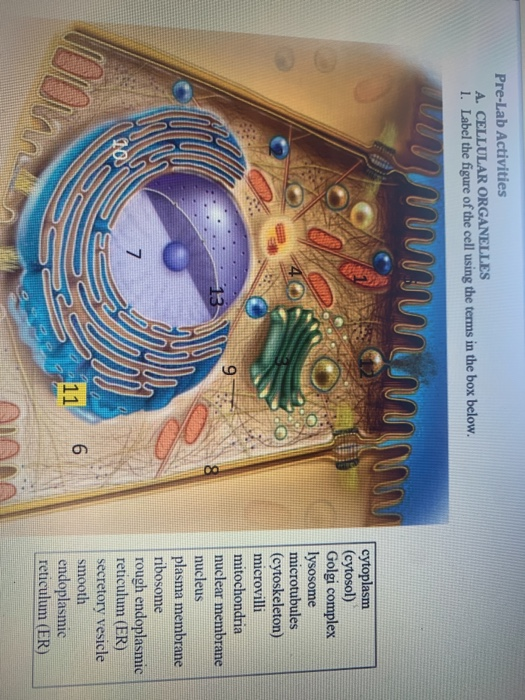 Solved Pre-Lab Activities A. CELLULAR ORGANELLES 1. Label | Chegg.com
