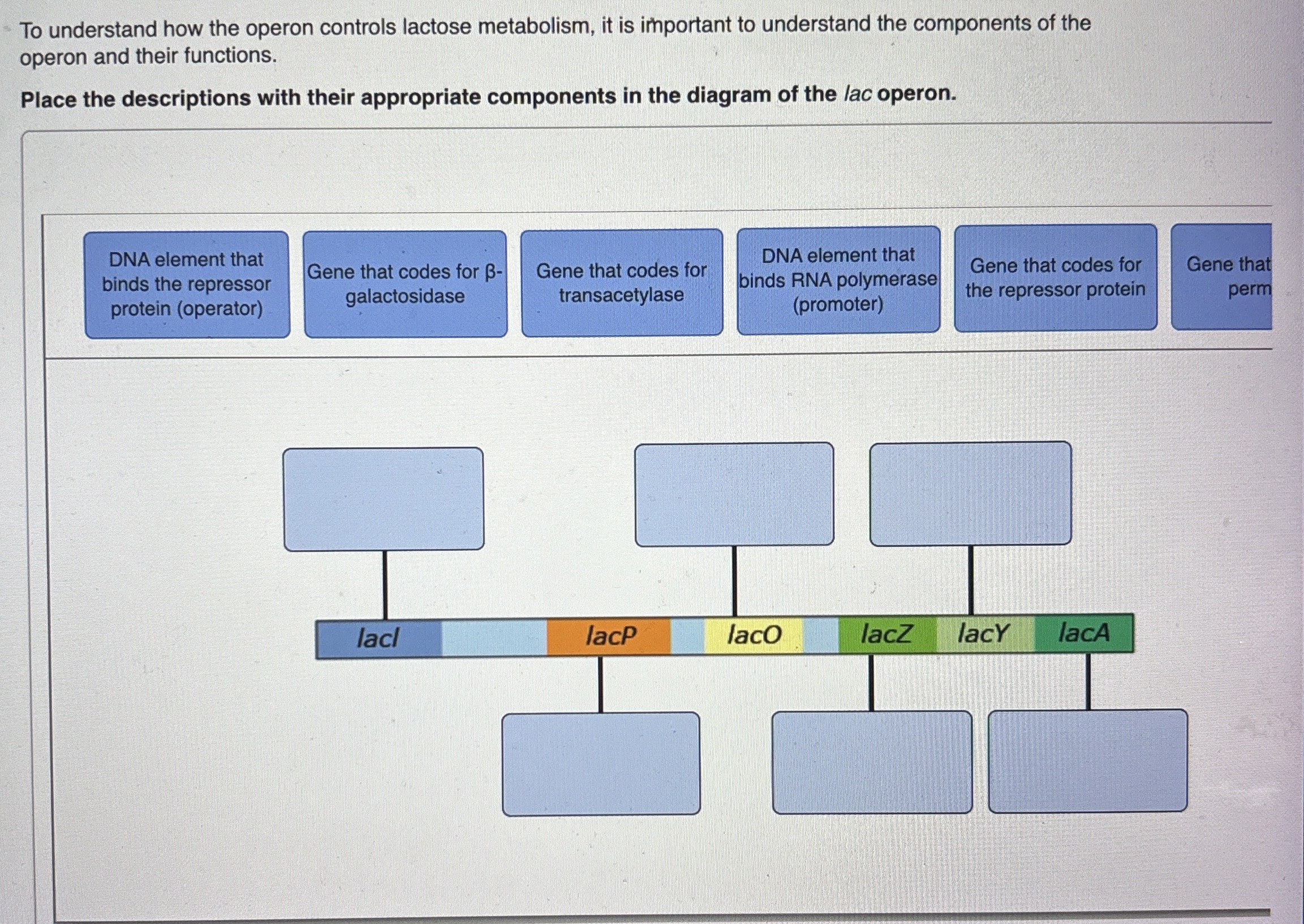 To understand how the operon controls lactose | Chegg.com