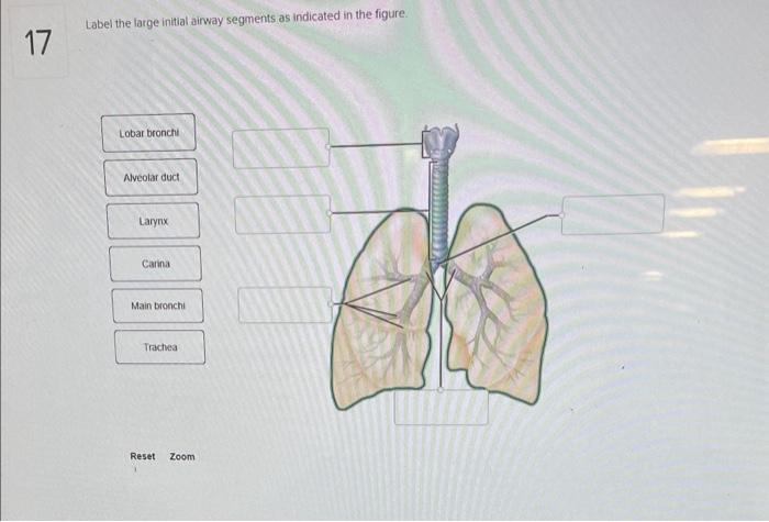 Solved Label the large initial airway segments as indicated | Chegg.com