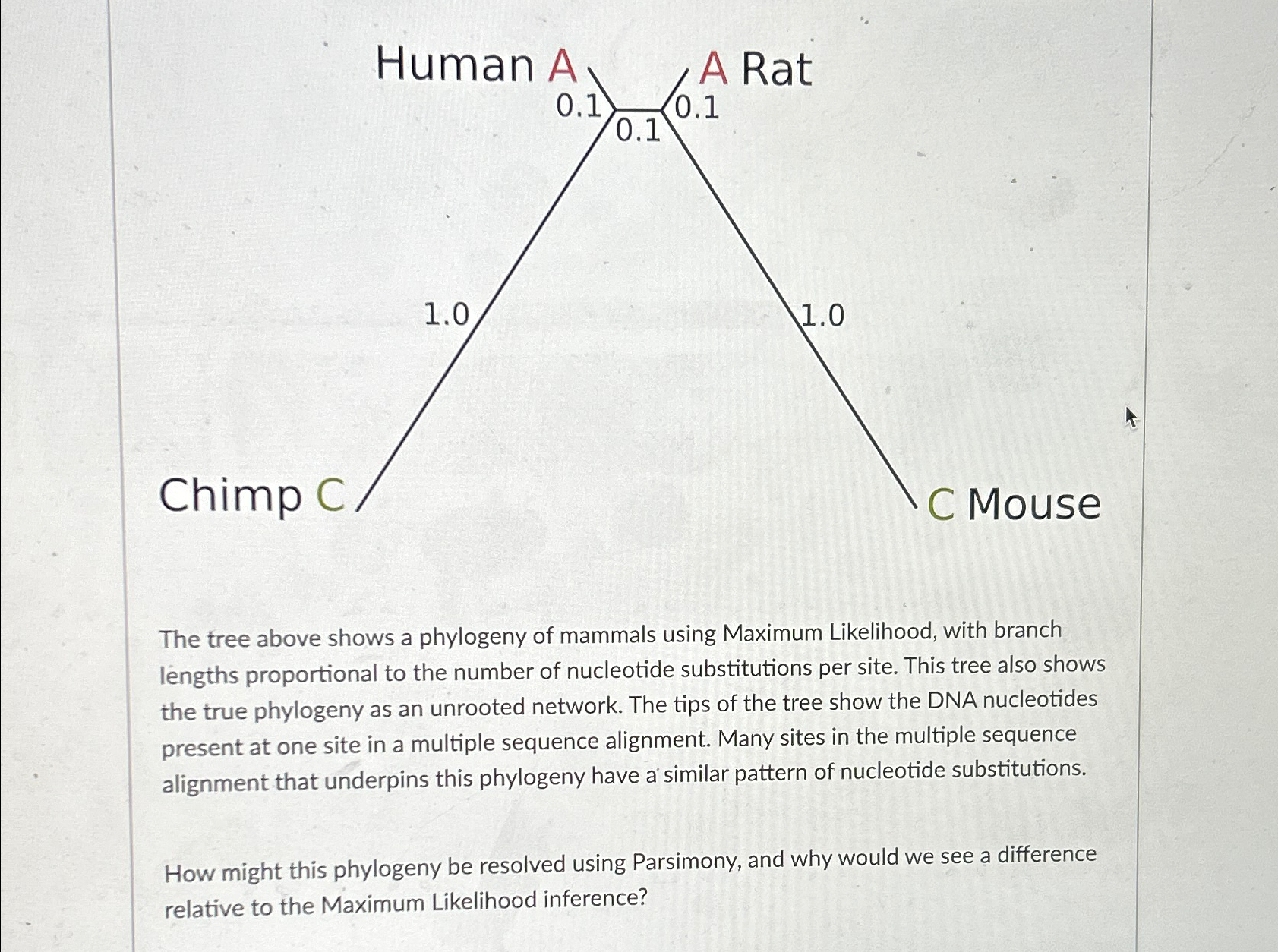 Solved ChimpThe tree above shows a phylogeny of mammals | Chegg.com