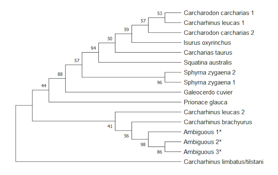 Solved Analyse this phylogenetic tree | Chegg.com