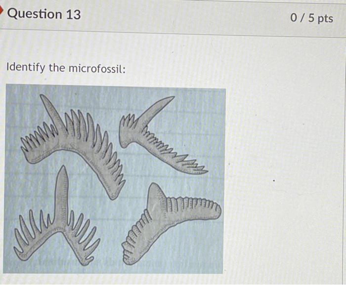 Solved Identify The Microfossil Identify The
