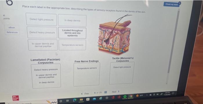Solved Place each label in the appropriate box, descibing | Chegg.com