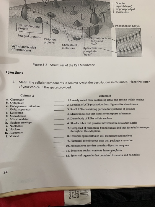 Solved Double layer (bilayer) of phospholipid molecules | Chegg.com