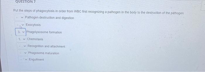Solved Put the steps of phagocytosis in order from WBC first | Chegg.com