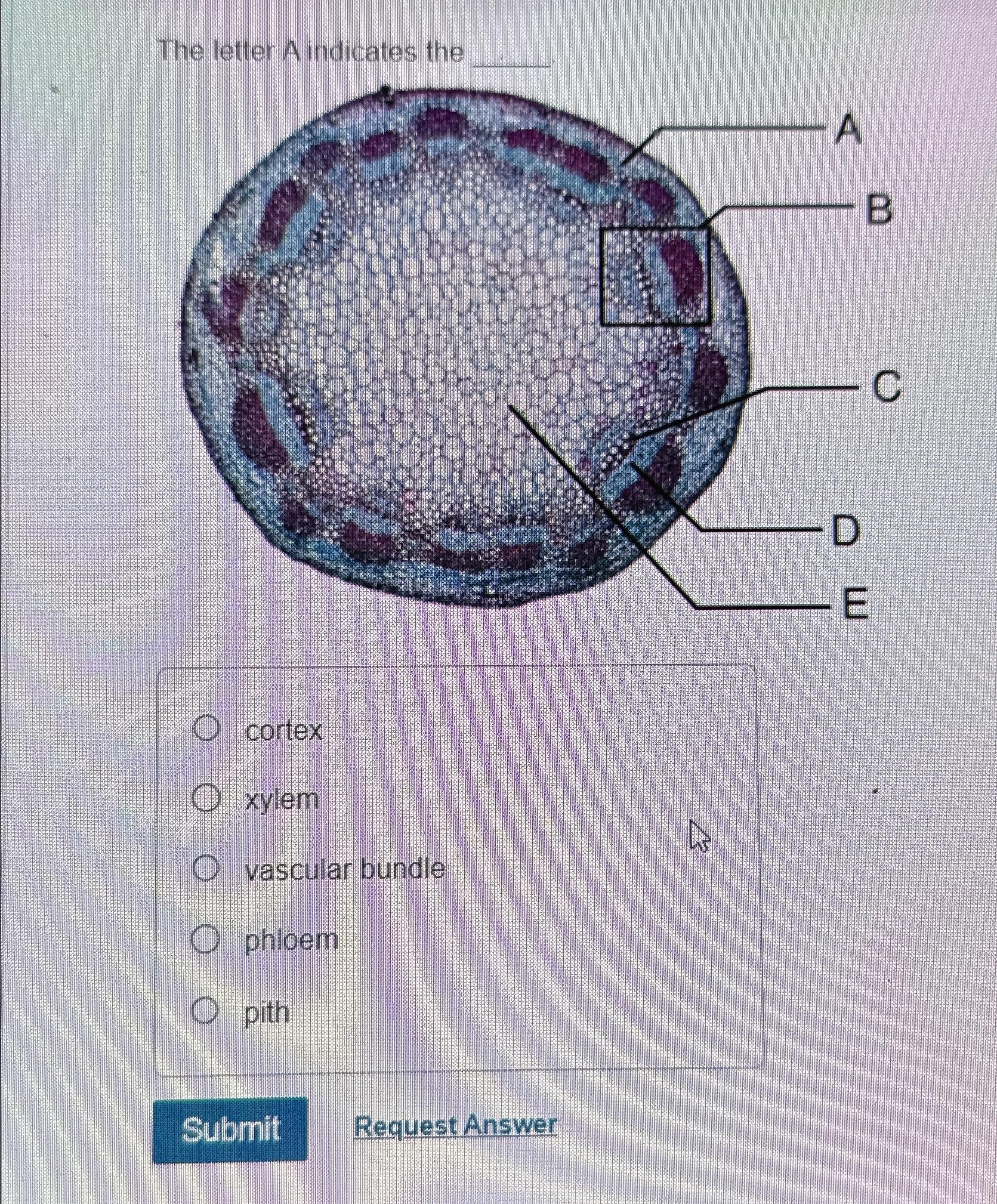 Solved The letter A indicates thecortexxylemvascular | Chegg.com