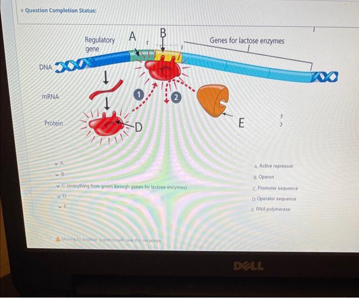 Solved Question Completion Status: A. Active repressor B 8. | Chegg.com