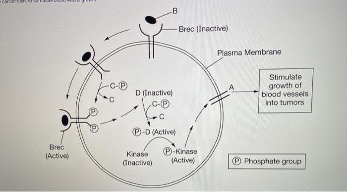 cancer cells to B -Brec (Inactive) Plasma Membrane A | Chegg.com