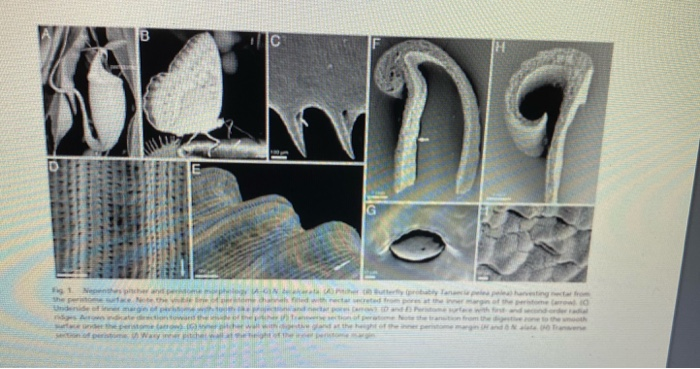 Morphology. Fresh pitcher samples from the greenhouse | Chegg.com