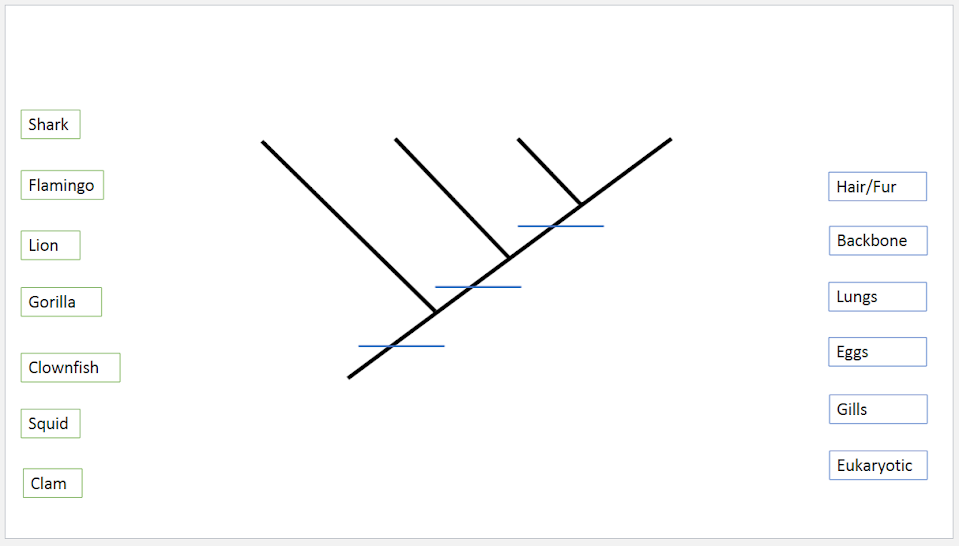 Solved Draw different versions of this cladogram | Chegg.com