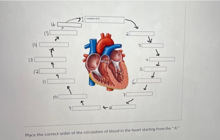 Solved Place the correct order of the circulation of blood | Chegg.com