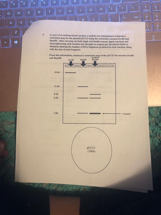 Solved Restriction Mapping Below is a restriction map for | Chegg.com
