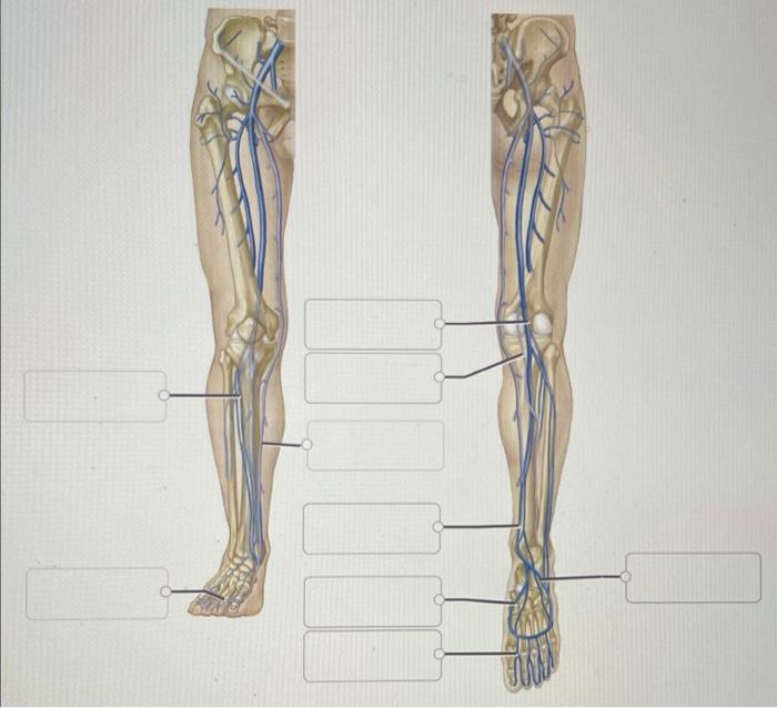 Solved Identify the veins of the right lower limb. Medial | Chegg.com