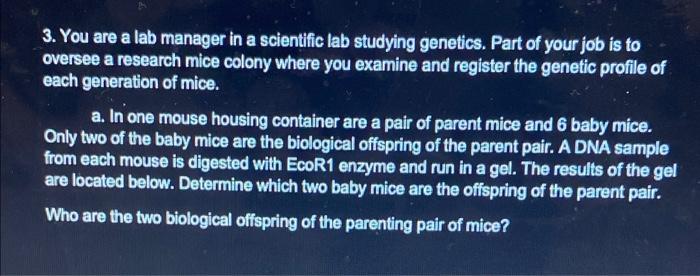 Solved RESTRICTION ENZYME ANALYSIS DNA Fingerprinting | Chegg.com