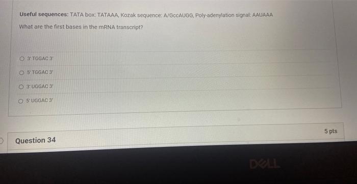 Solved The following eukaryotic DNA is transcribed into RNA | Chegg.com