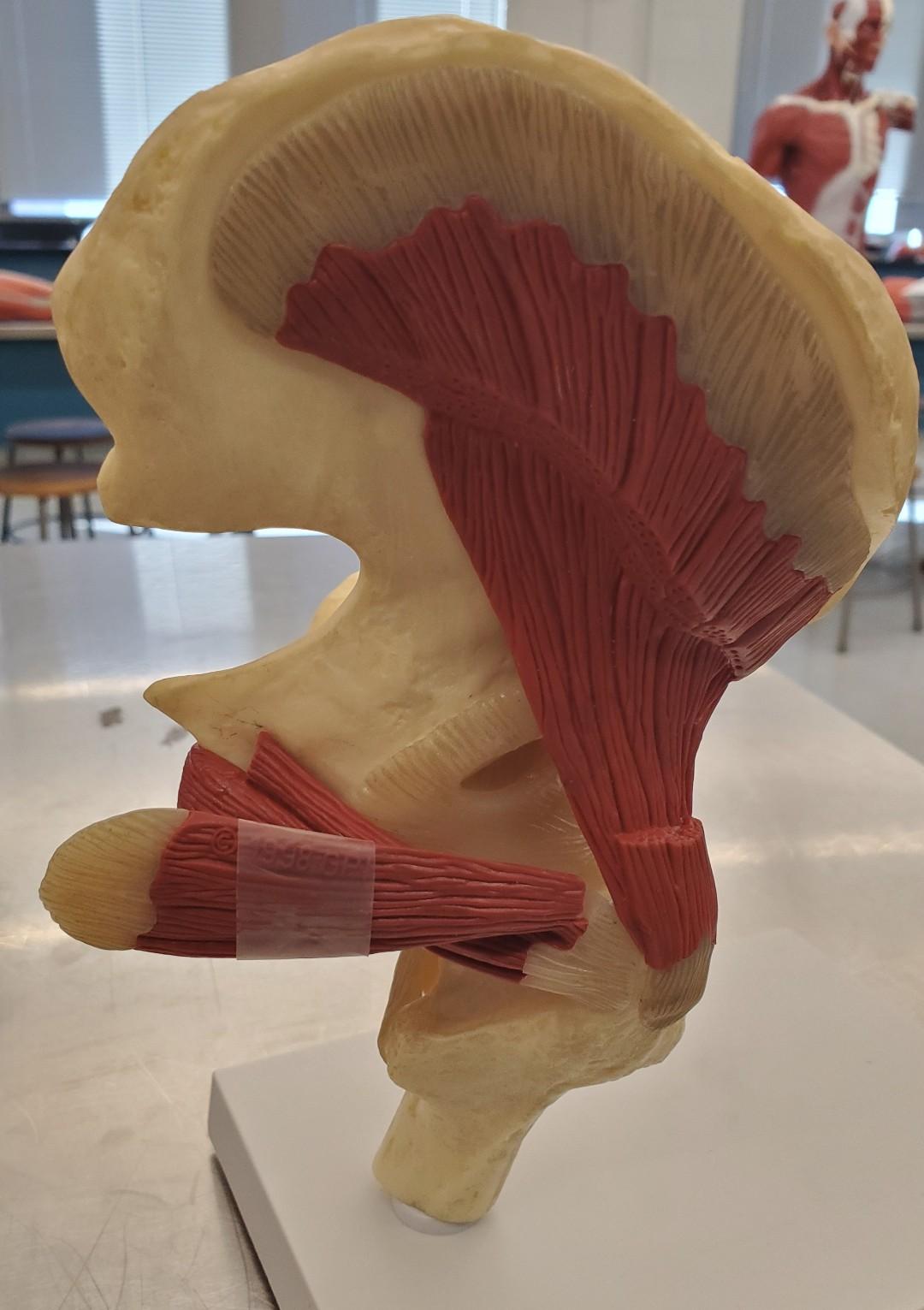 Solved Can you please label the muscles? | Chegg.com