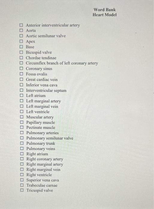 Solved Heart Anatomy Worksheet Word Bank Heart Model | Chegg.com