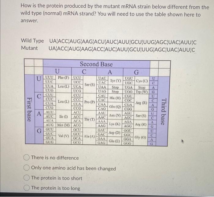 Solved How is the protein produced by the mutant mRNA strain | Chegg.com