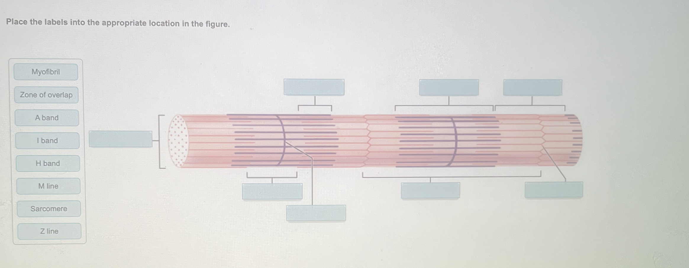 Solved Place the labels into the appropriate location in the | Chegg.com