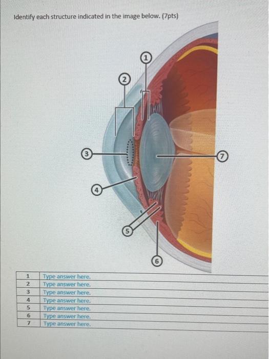 Solved Identify each structure indicated in the image below. | Chegg.com