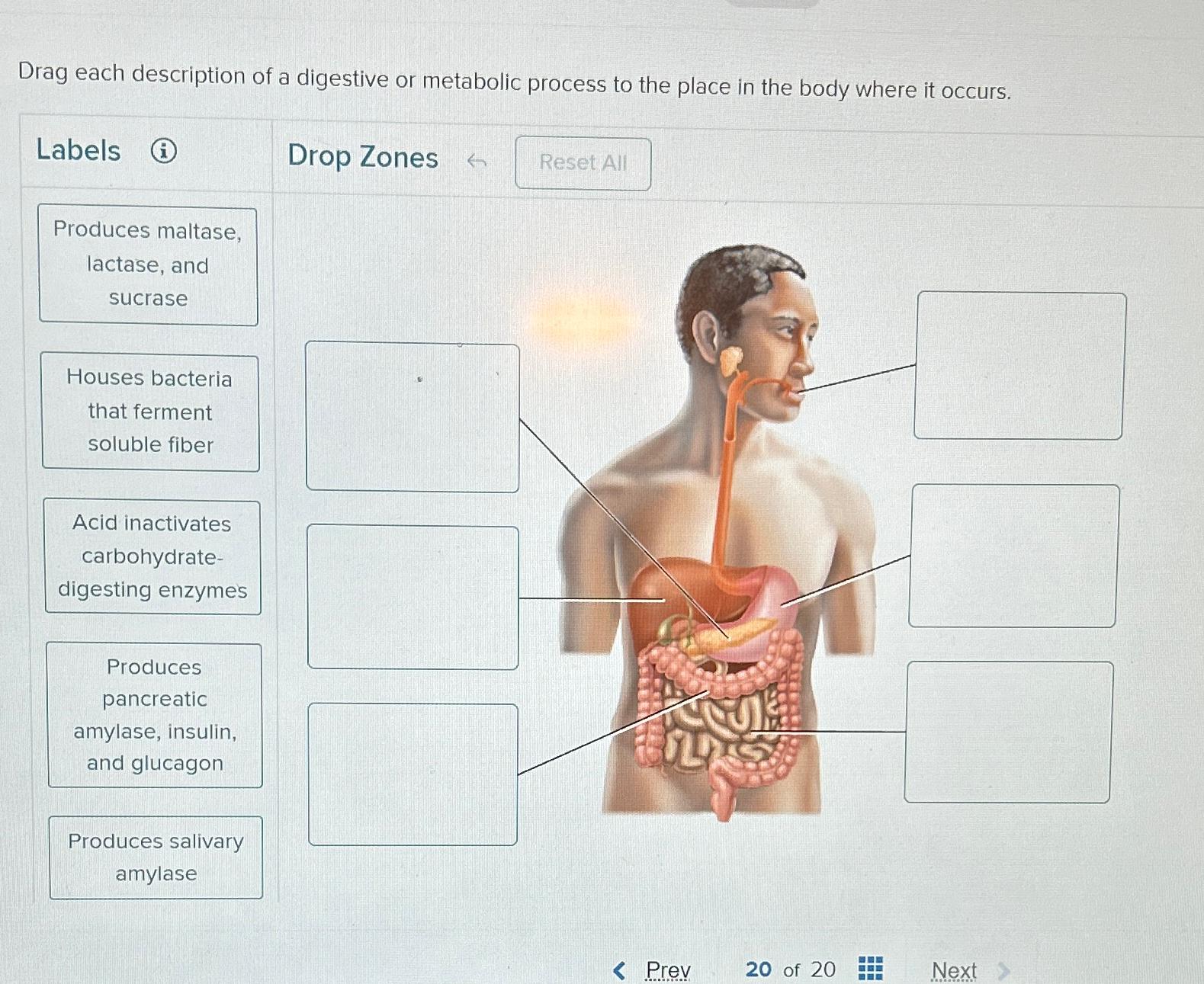 Solved Drag each description of a digestive or metabolic | Chegg.com